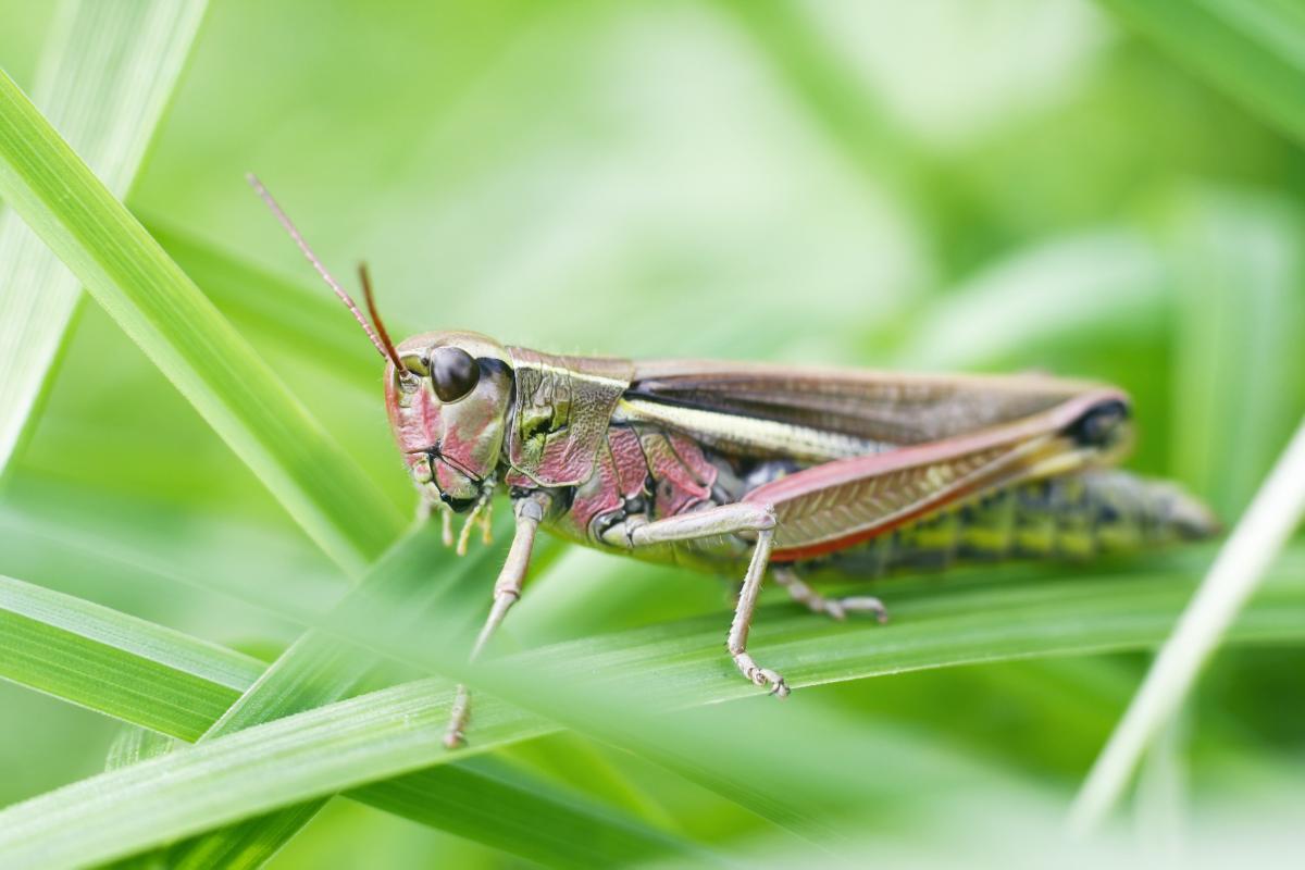 Grasshopper Anatomy - How Many Legs Do They Have and Why?