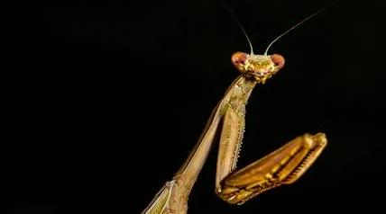 Grasshopper Anatomy - How Many Legs Do They Have and Why?
