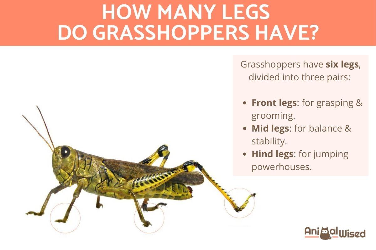 Grasshopper Anatomy - How Many Legs Do They Have and Why?