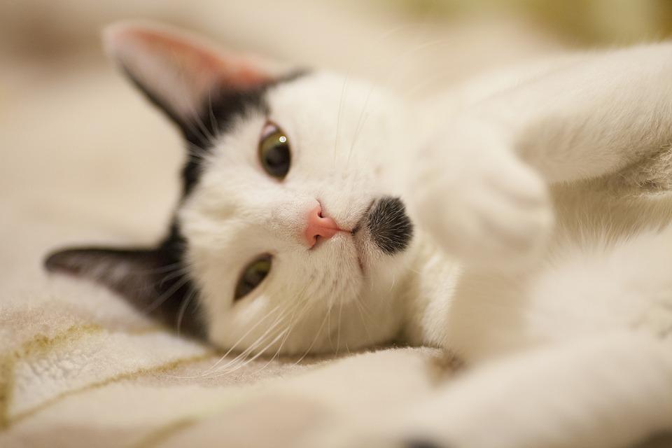 Korean Cat Names - 100+ Male and Female Korean Names for Cats (With ...