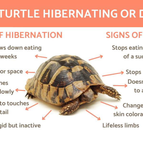 hibernating turtle symptoms