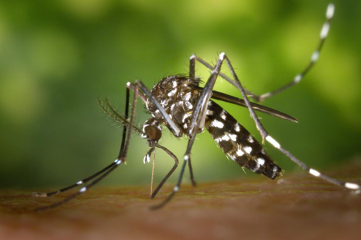 Do Mosquitoes Sleep? - Understanding Their Activity Patterns