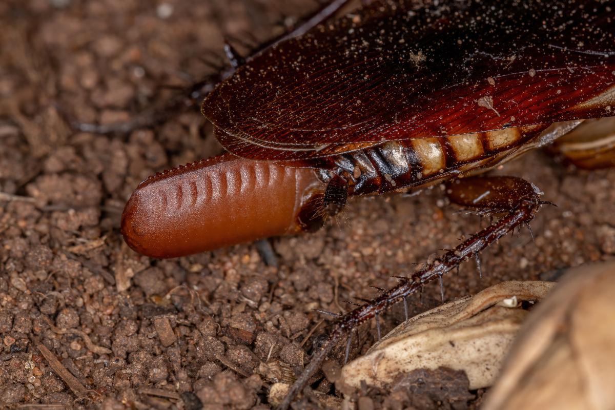 How Do Cockroaches Reproduce So Quickly?