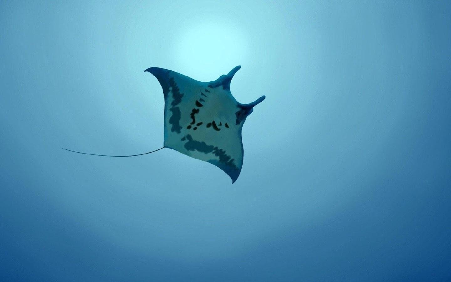 Ovoviparous Animals - Examples and Fun Facts