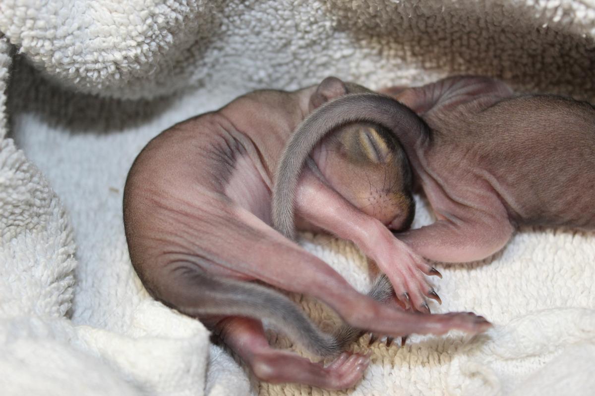 How Do Squirrels Reproduce? - Squirrel Mating Behavior