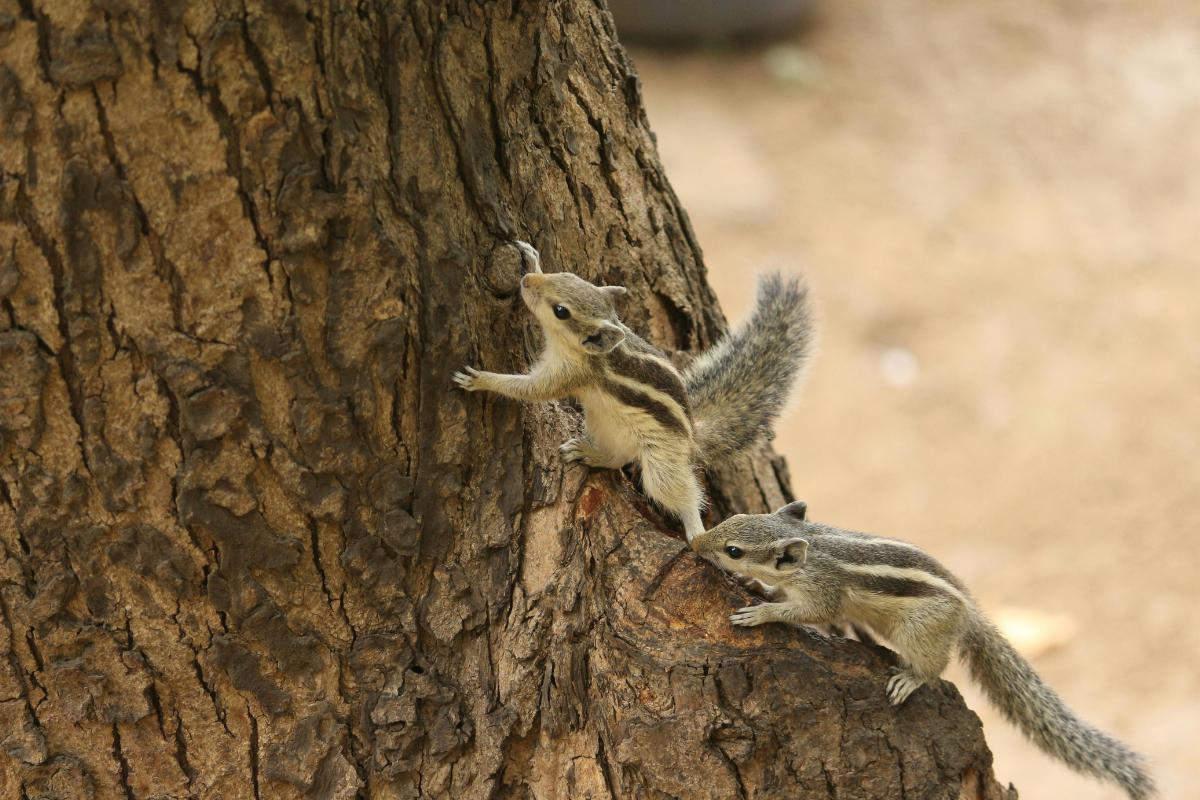 How Do Squirrels Reproduce? - Squirrel Mating Behavior