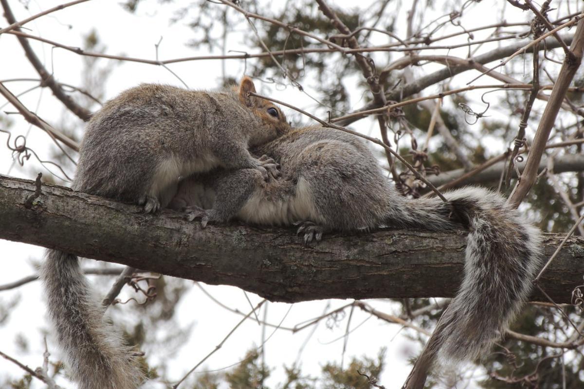 How Do Squirrels Reproduce? - Squirrel Mating Behavior