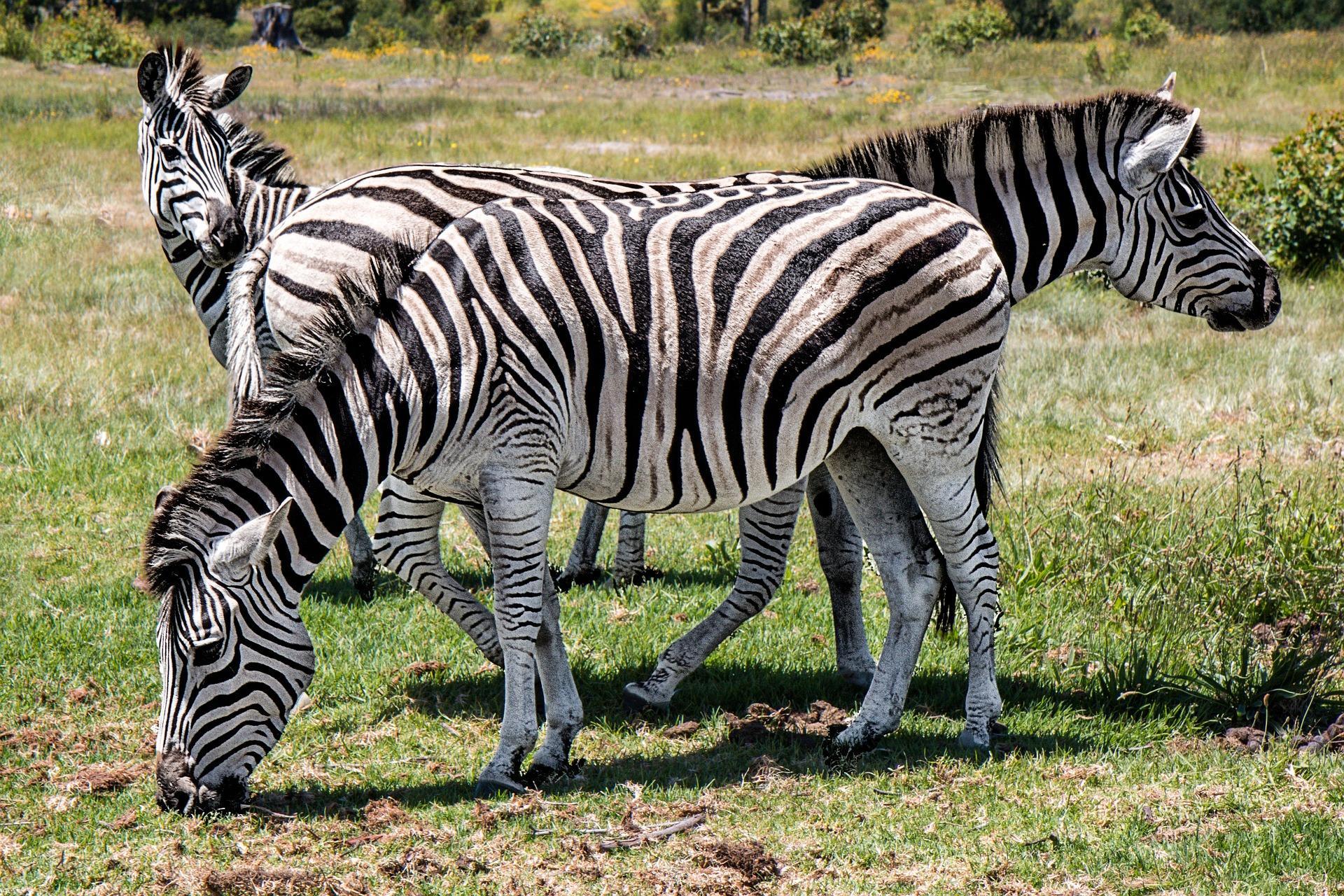 What Do Zebras Eat? - Feeding Guide