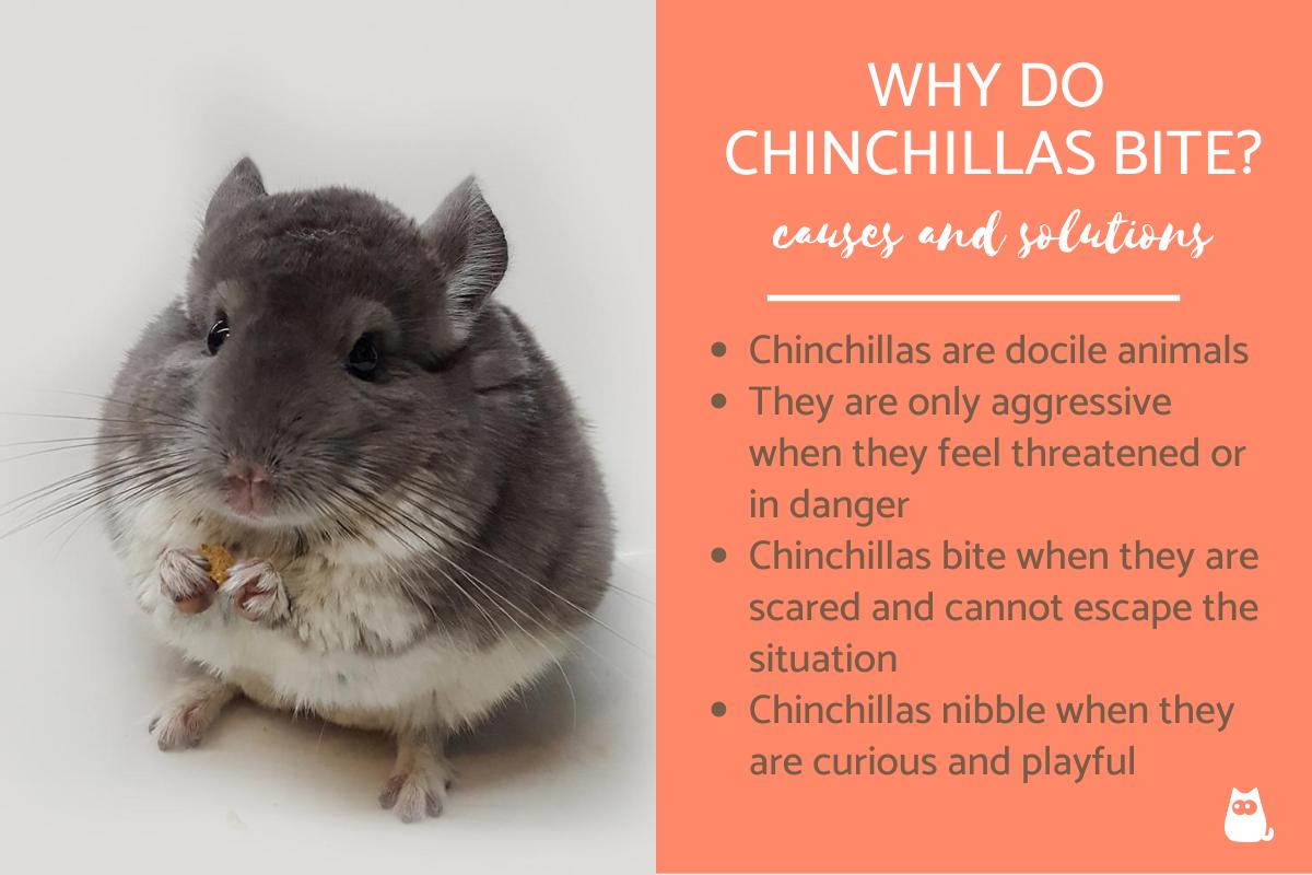 Do Chinchillas Bite? - Aggression in Pet Chinchillas