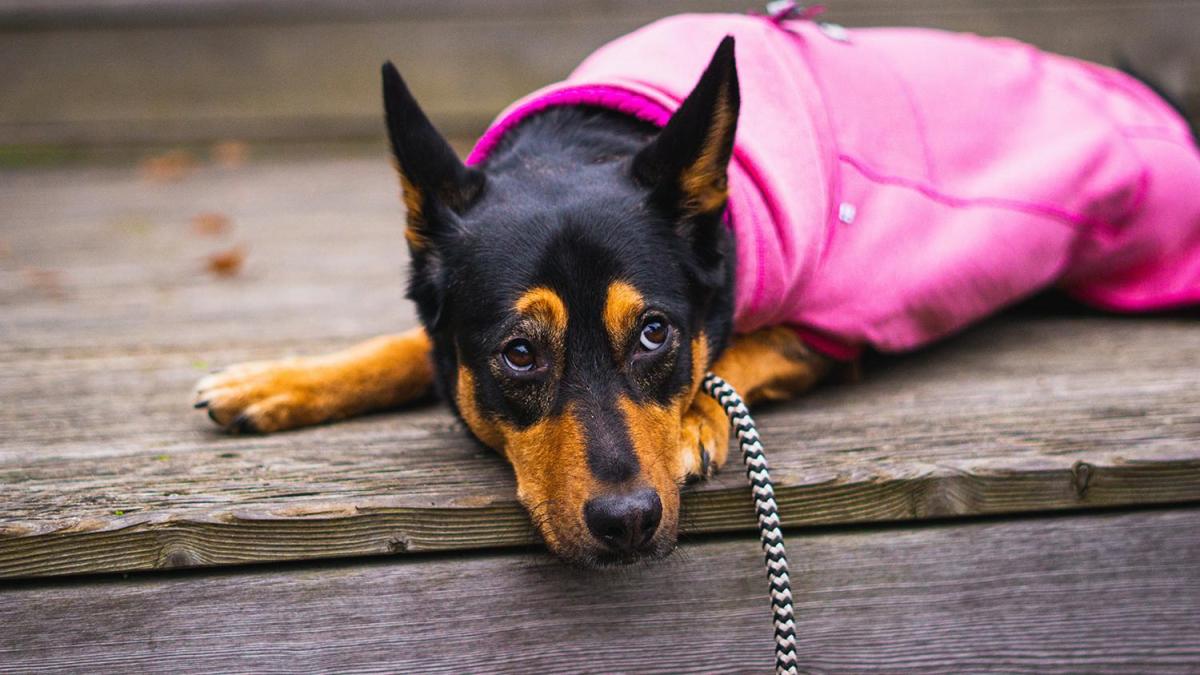 Building Confidence in Dogs - Tips on How to Help Your Fearful Dog