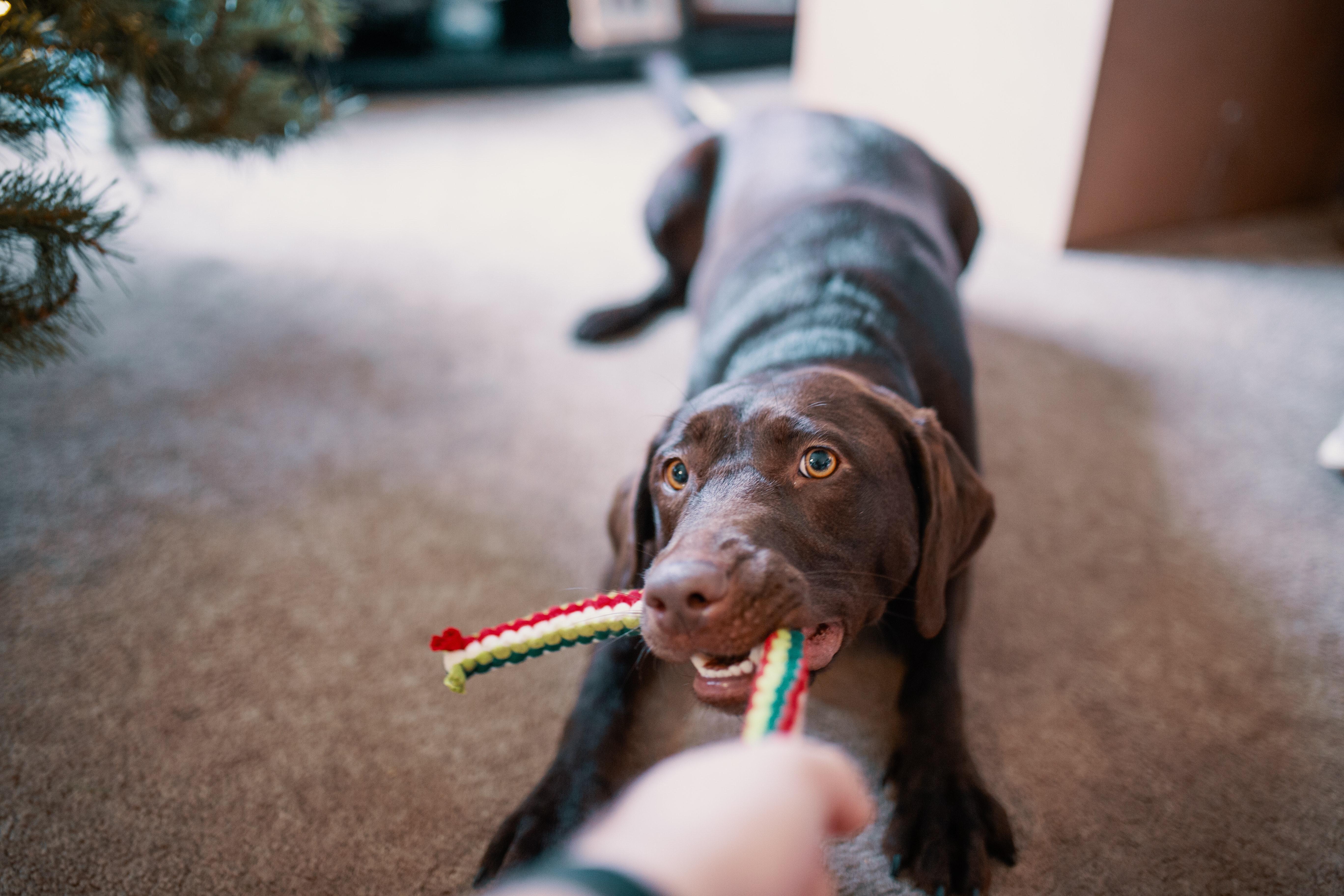 Building Confidence in Dogs - Tips on How to Help Your Fearful Dog