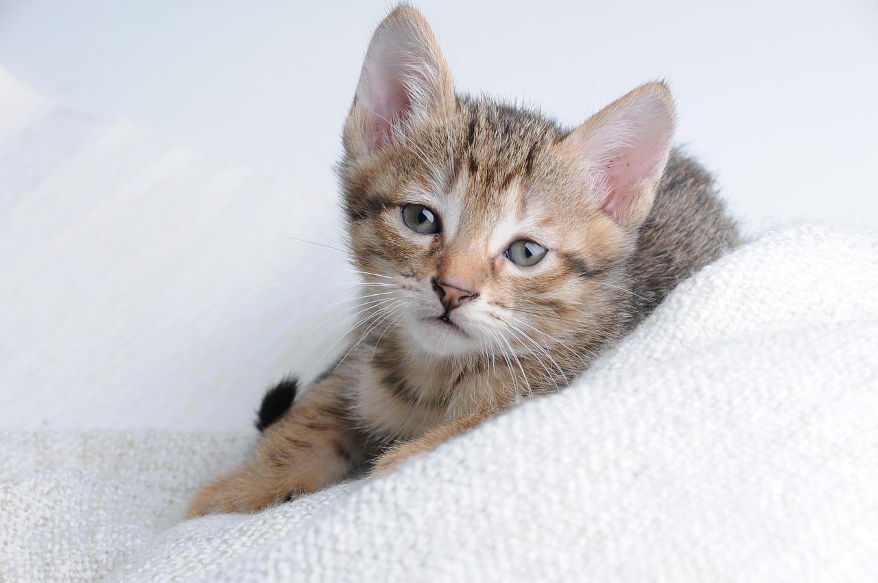 Fever in Cats - Causes, Symptoms and Treatment