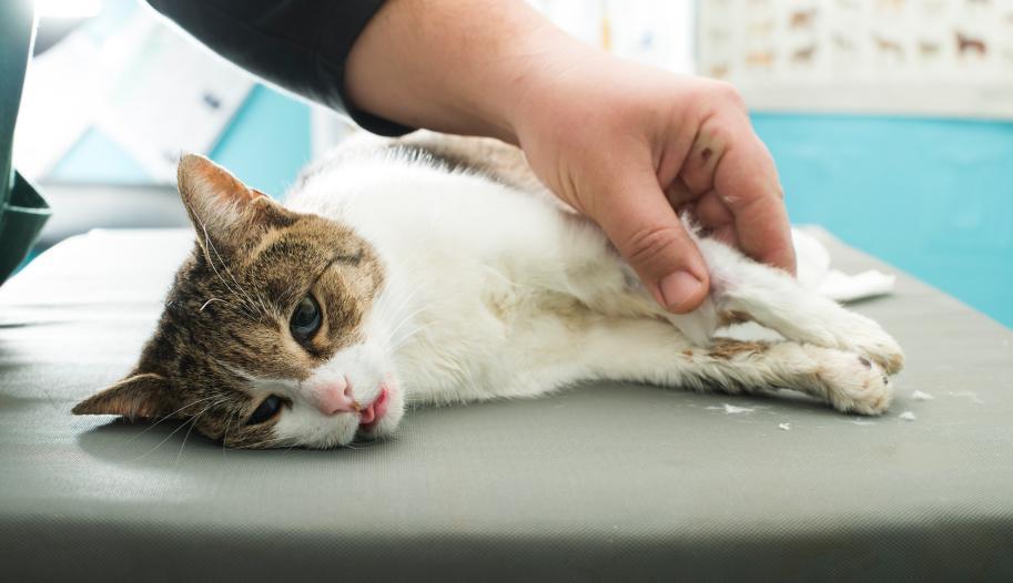 Fever in Cats - Causes, Symptoms and Treatment