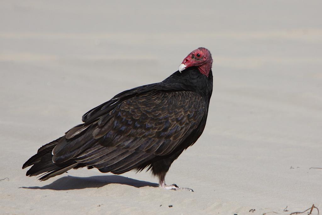 Diurnal Raptors - Examples and Characteristics of Diurnal Birds of Prey