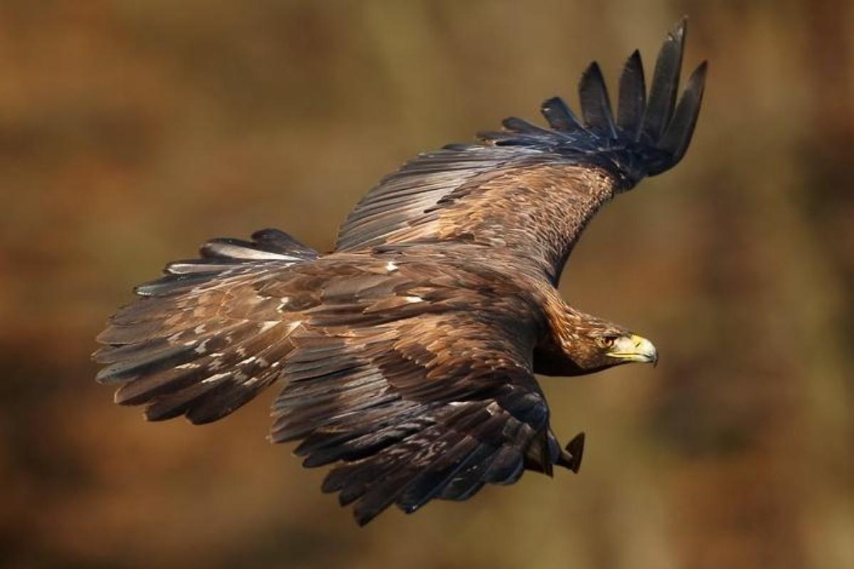 Diurnal Raptors - Examples and Characteristics of Diurnal Birds of Prey