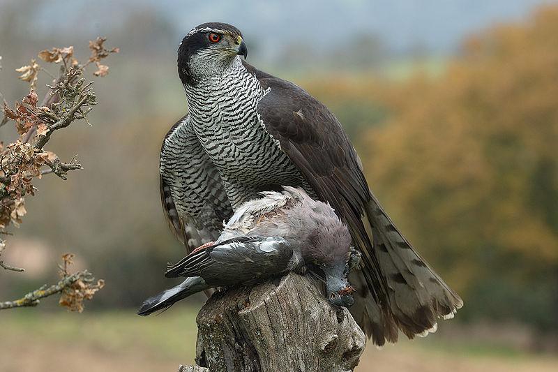 Diurnal Raptors - Examples and Characteristics of Diurnal Birds of Prey