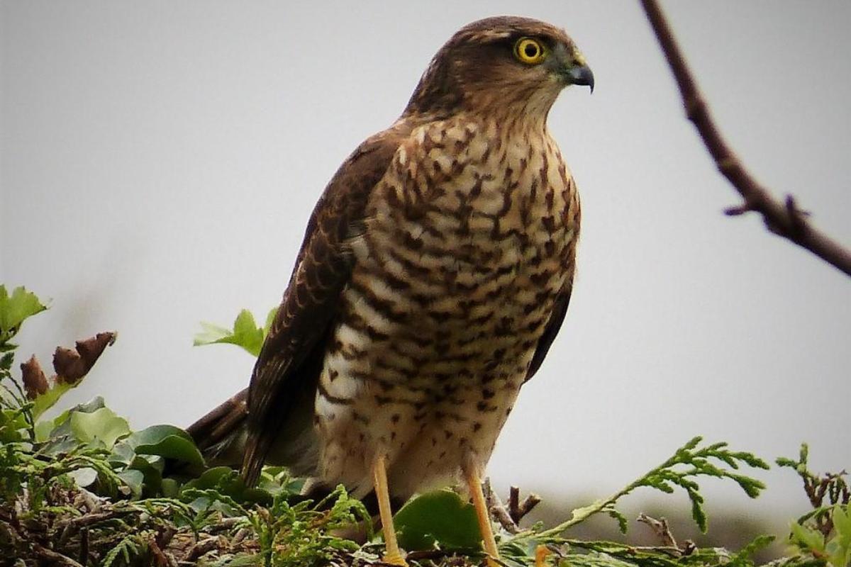 Diurnal Raptors - Examples and Characteristics of Diurnal Birds of Prey