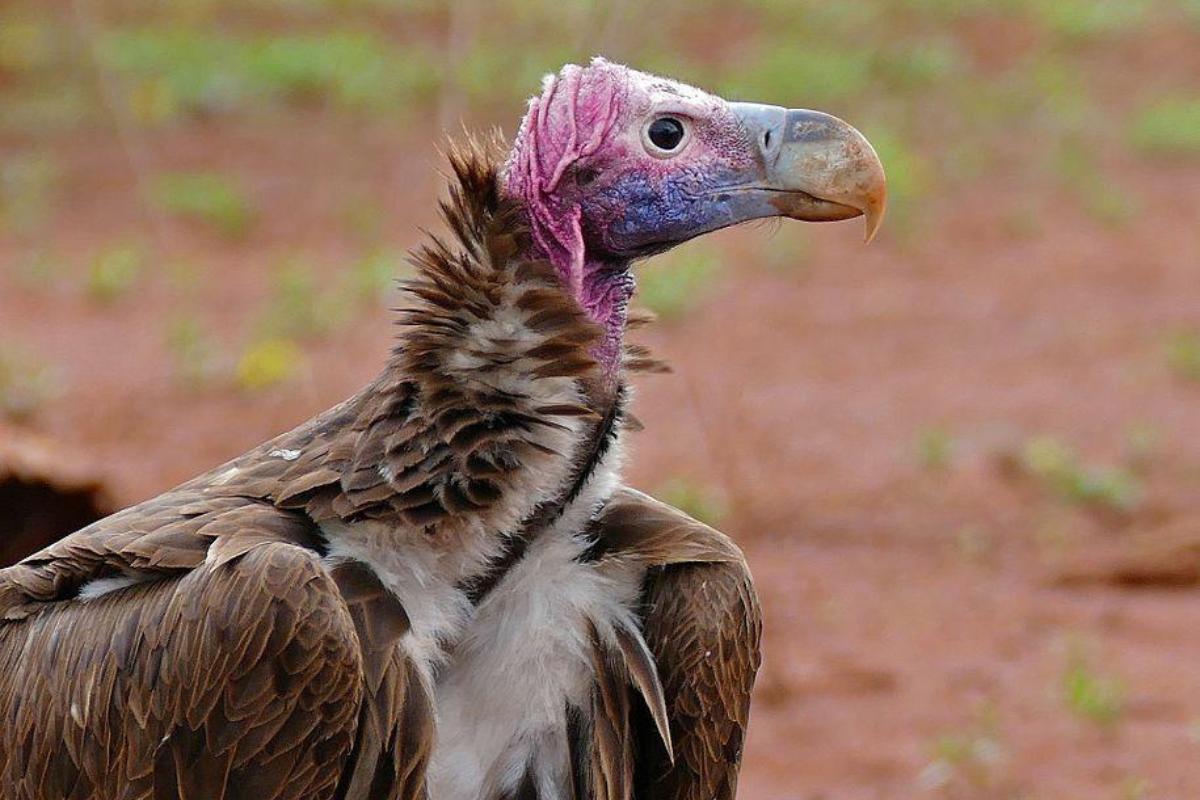 Diurnal Raptors - Examples and Characteristics of Diurnal Birds of Prey