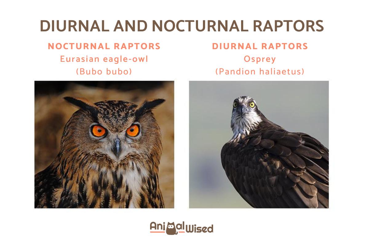 Diurnal Raptors - Examples and Characteristics of Diurnal Birds of Prey