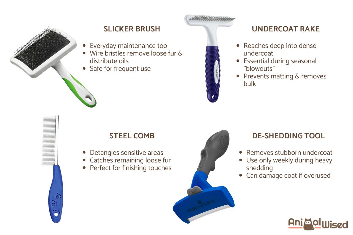 Shiba Inu Shedding- Learn to Manage Their Double Coat