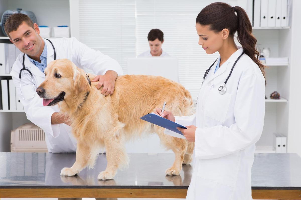 Ovarian Cysts in Dogs - Symptoms and Treatment