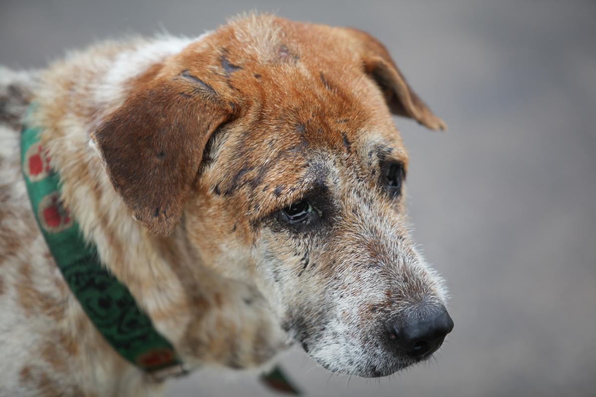 My Senior Dog Is Pacing and Won't Lie Down - Causes and Treatment