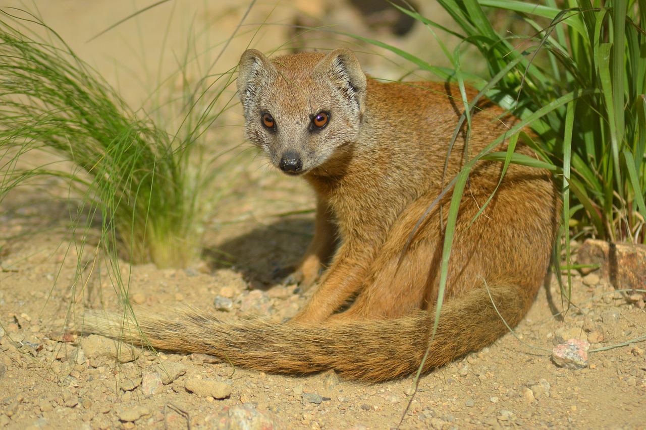Types of Mongoose Species - Characteristics, Habitat, Diet & More ...