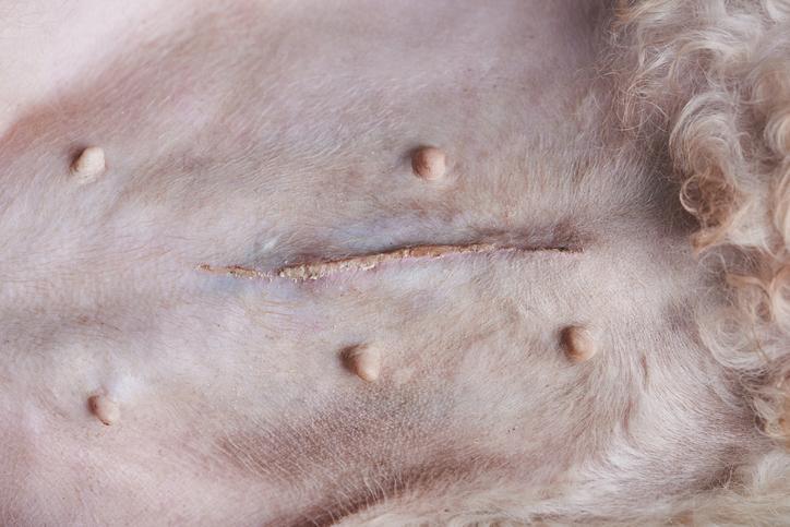 How to Tell If a Dog Has Been Spayed - Spay Scars in Dogs