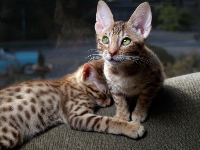 10+ Domestic Cat Breeds With Spots - Spotted Cat Breeds With Photos