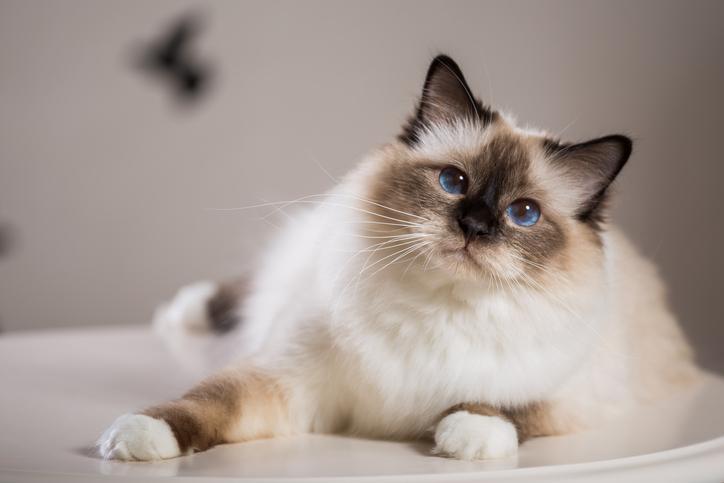10+ Domestic Cat Breeds With Spots - Spotted Cat Breeds With Photos