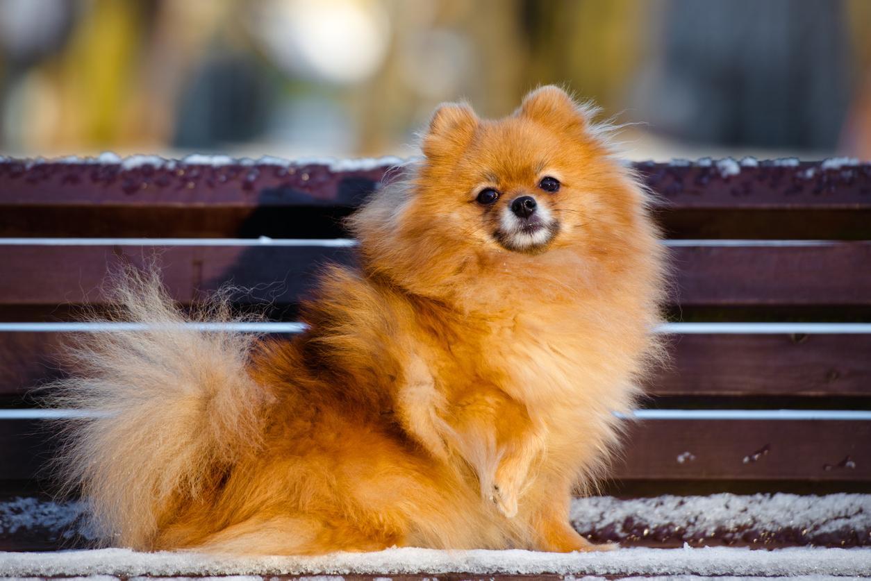 Pomeranian Training for Puppy and Adult Dogs