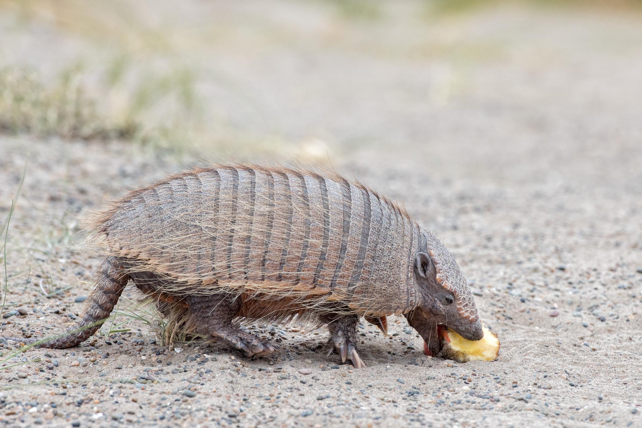Armadillo Diet - A Guide to Their Surprisingly Diverse Eating Habits