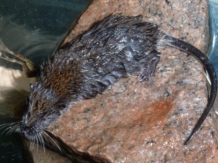 Animals That Eat Insects - 15 EXAMPLES and Fun Facts