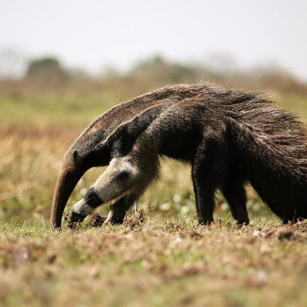 insect eaters examples