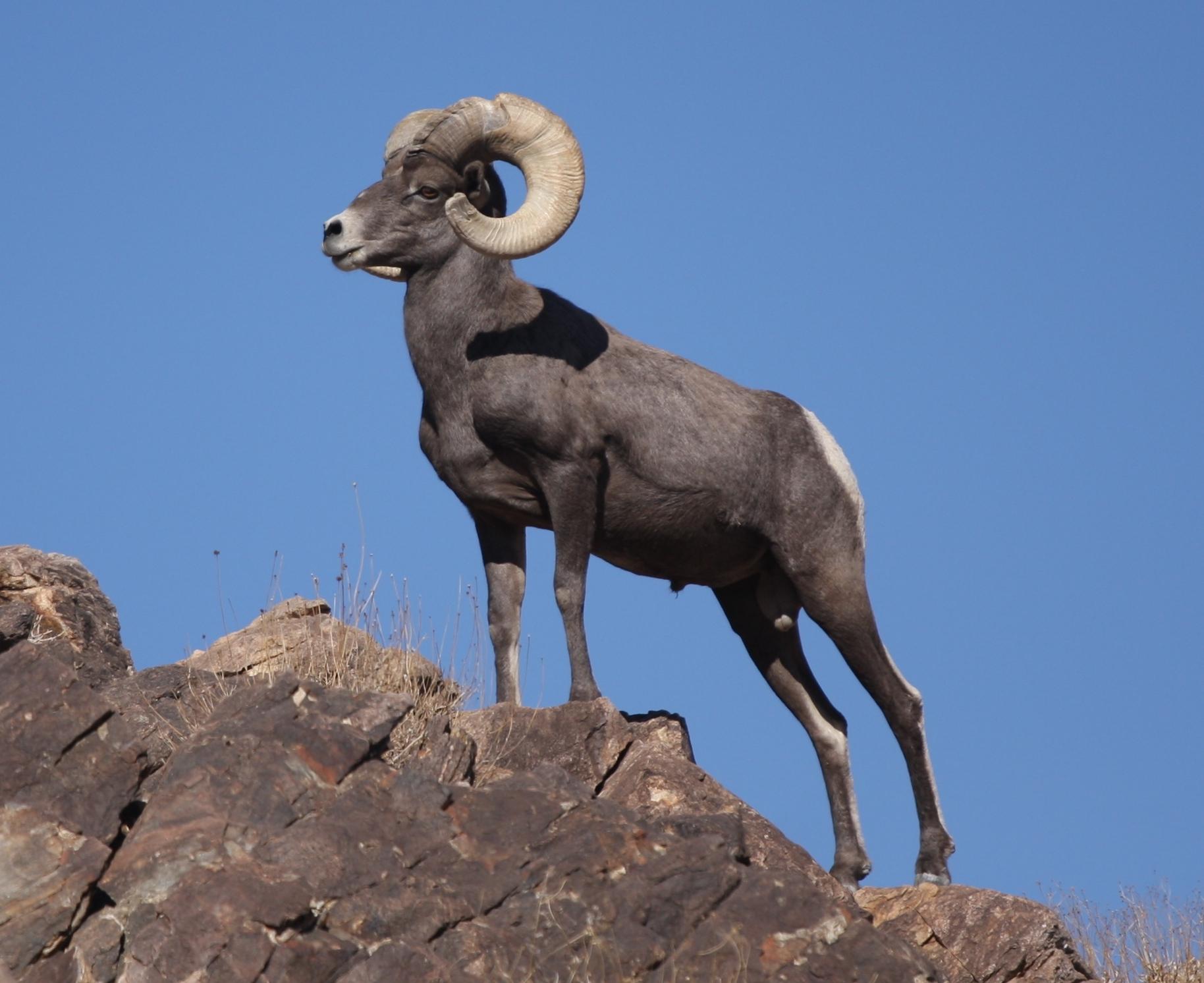 Native Animals of Utah: Wildlife and Habitat