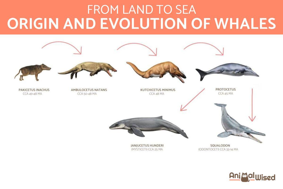 The Fascinating Evolution of Whales - From Land to Sea