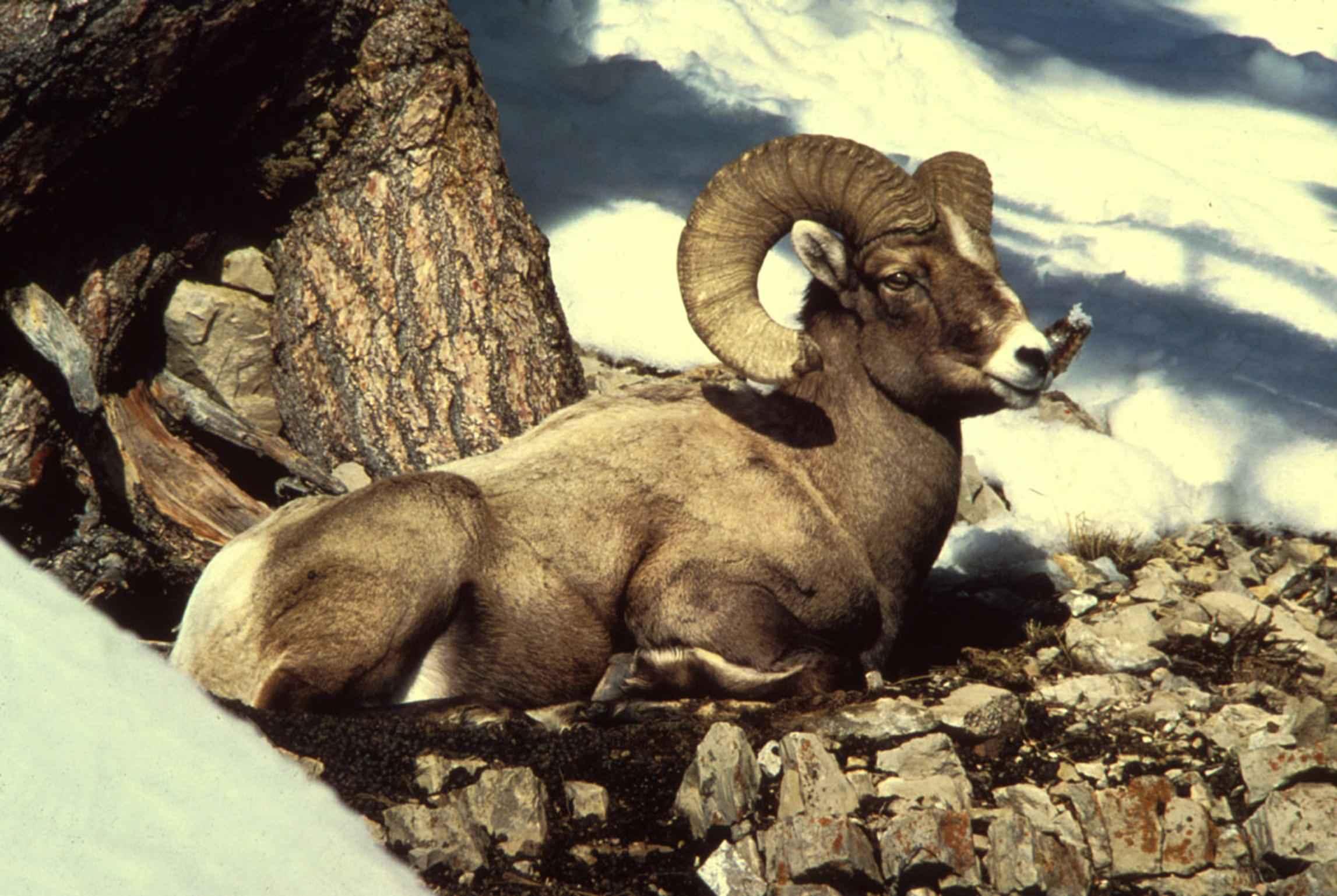 Native Animals of Utah: Wildlife and Habitat