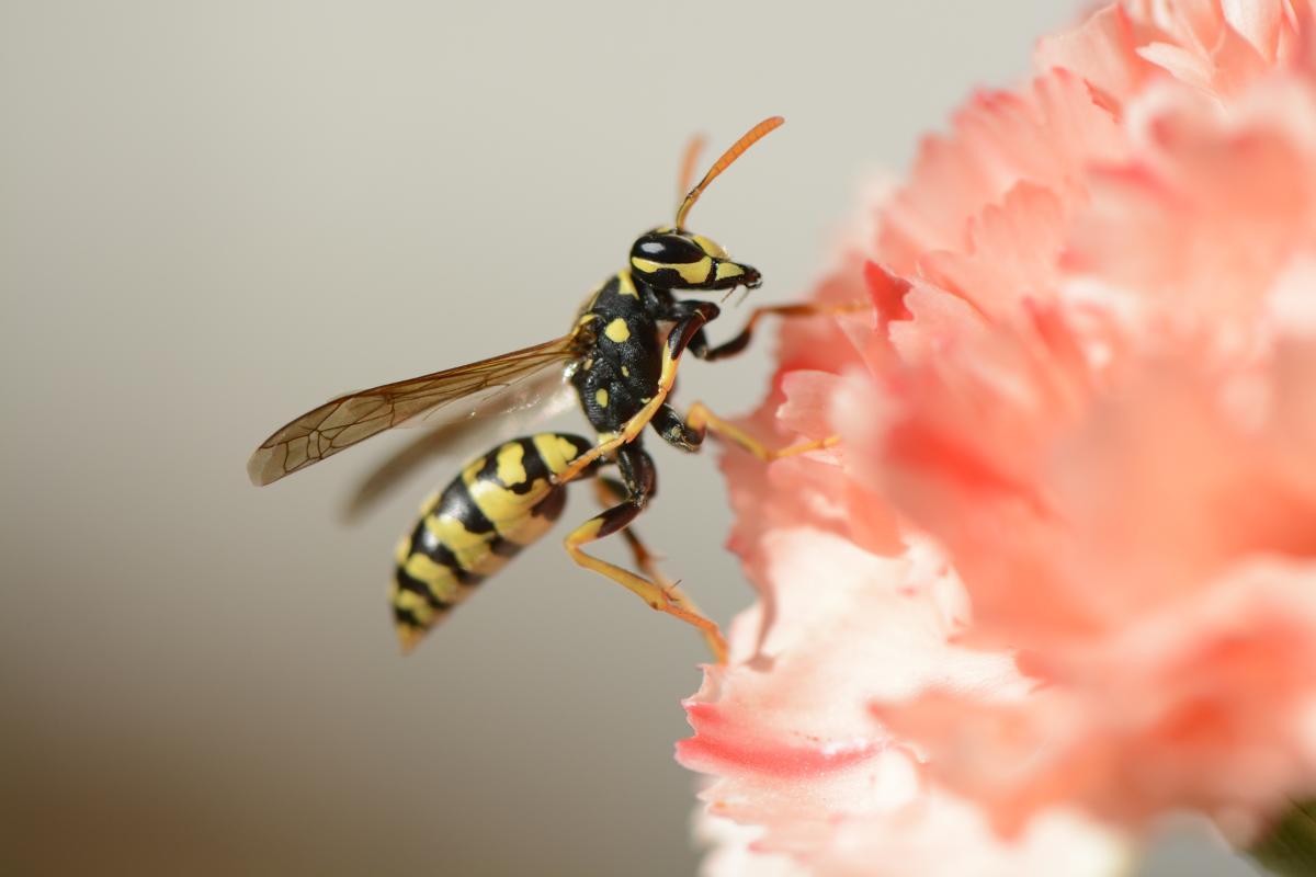 Does a Wasp Make Honey? - Honey-Producing Wasps