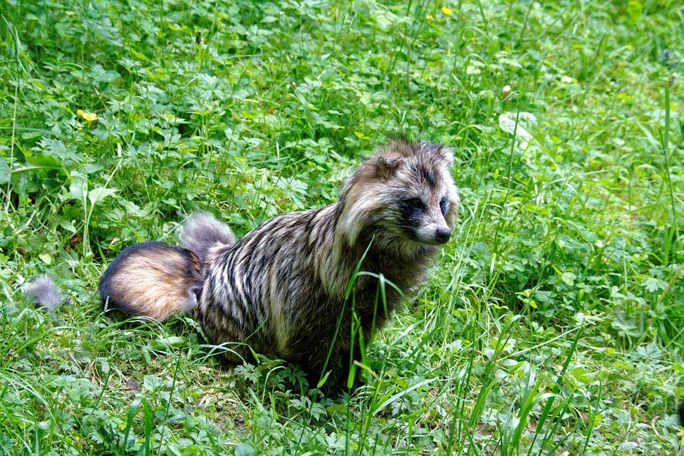 What Is a Raccoon Dog? - Types and Facts With Photos