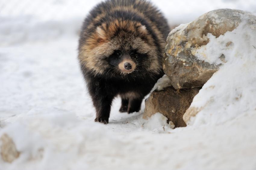 What Is a Raccoon Dog? - Types and Facts With Photos