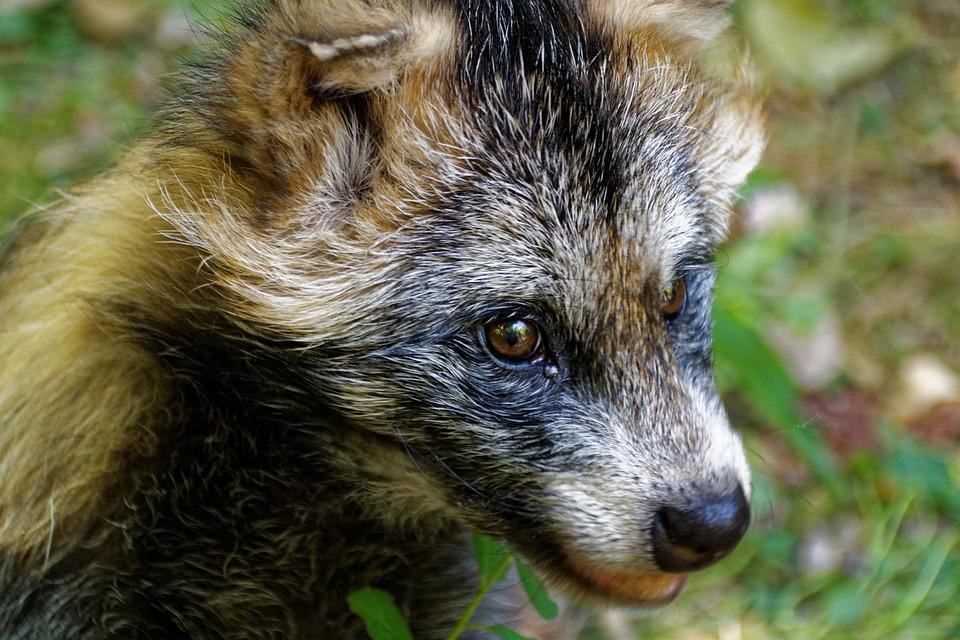 What Is a Raccoon Dog? - Types and Facts With Photos