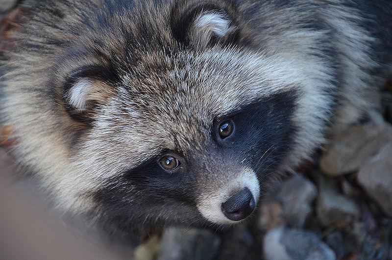 What Is a Raccoon Dog? - Types and Facts With Photos