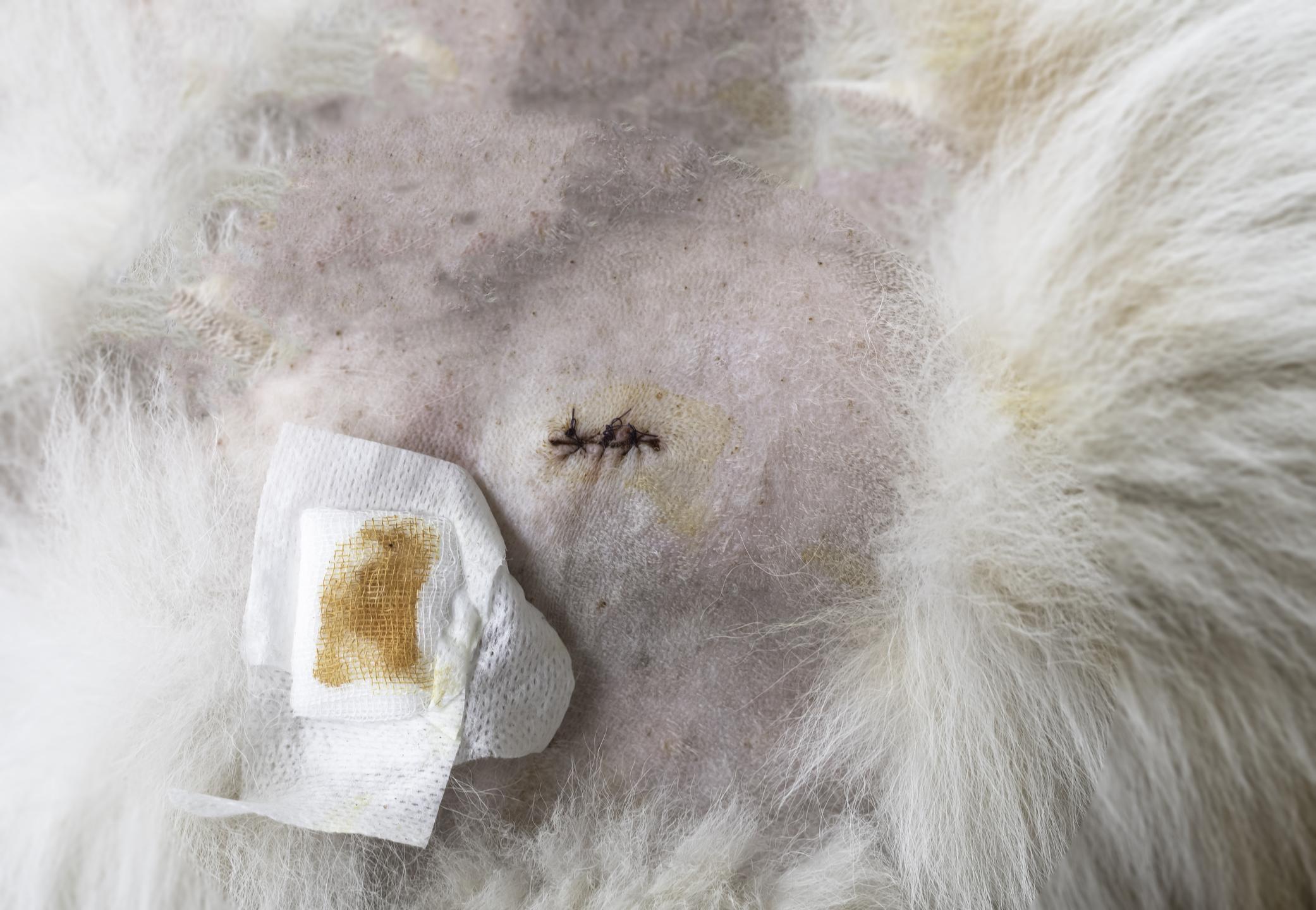 My Dog's Stitches Are Infected - Infected Incision Treatment in Dogs