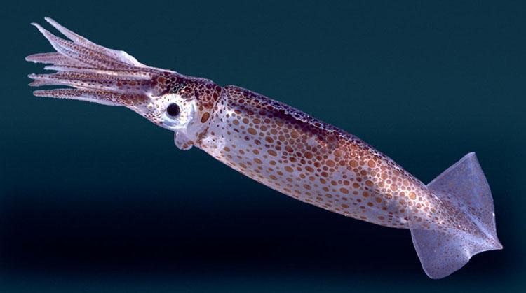 + 10 Fascinating Types of Squid with Names and Photos