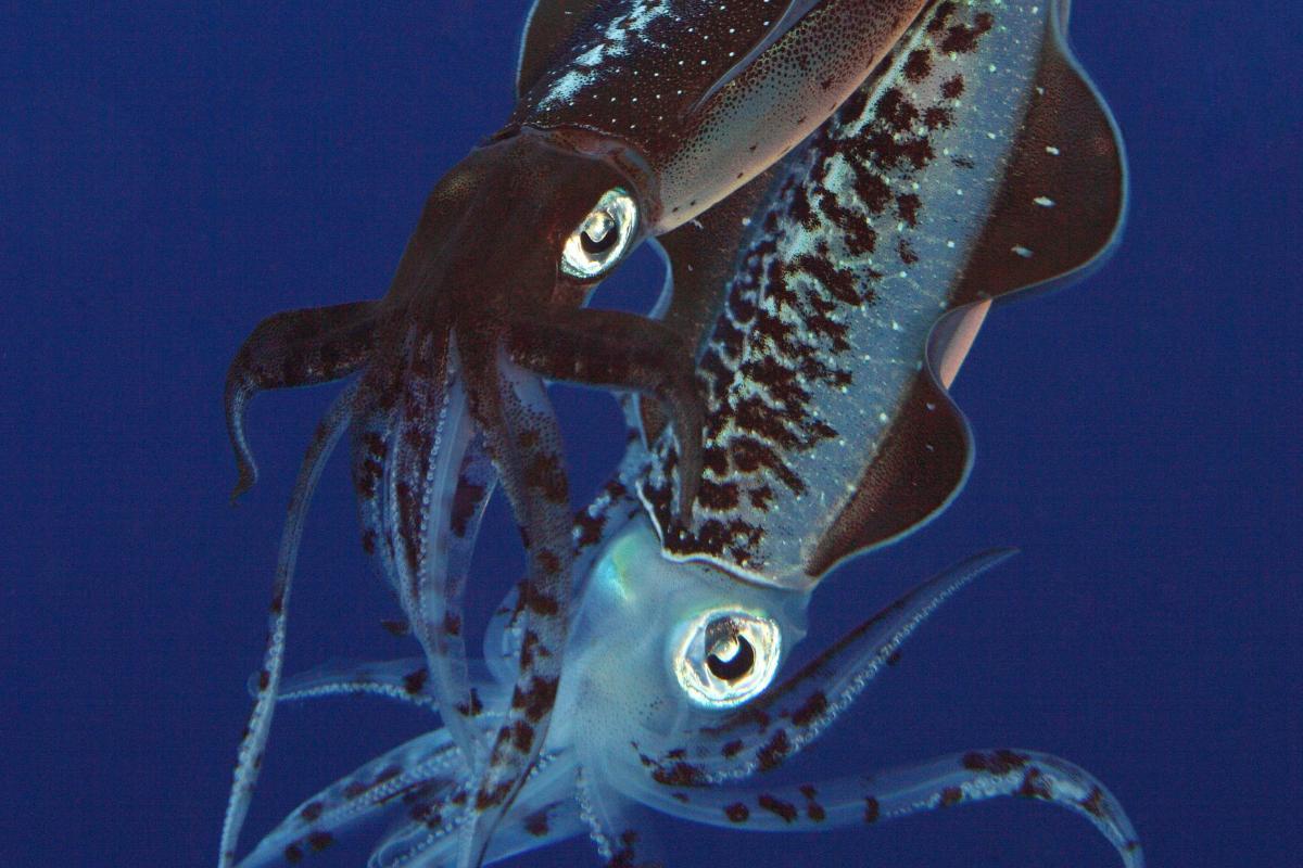 + 10 Fascinating Types of Squid with Names and Photos