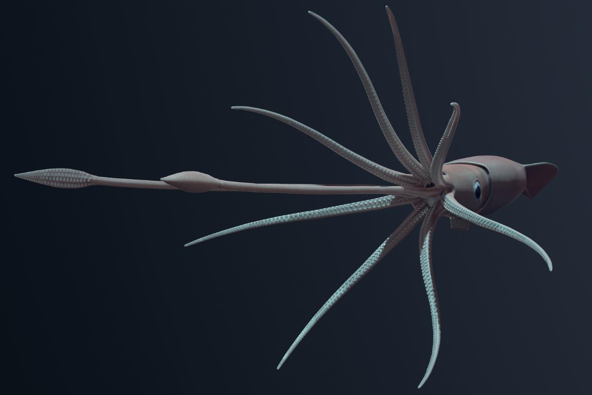 + 10 Fascinating Types of Squid with Names and Photos