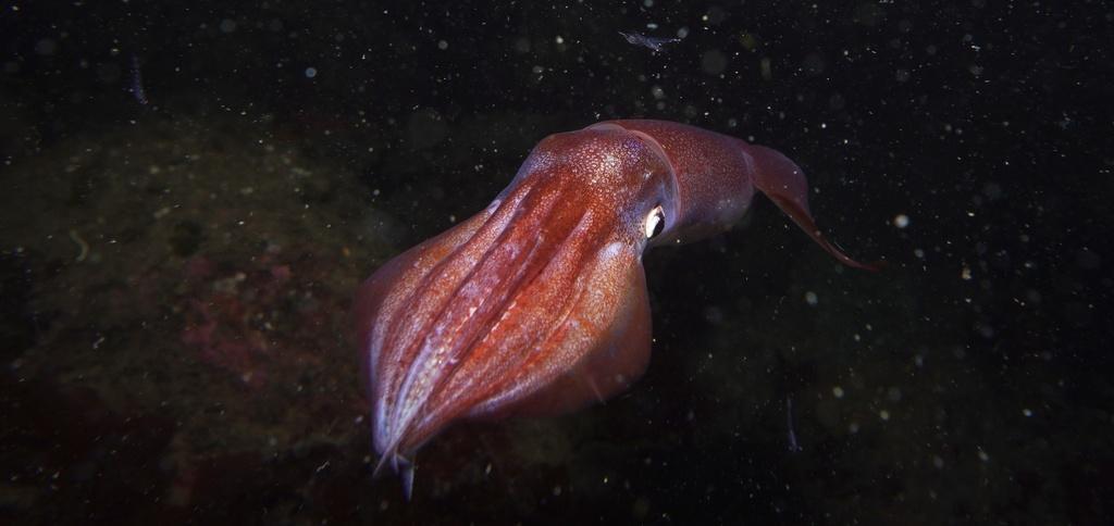 + 10 Fascinating Types of Squid with Names and Photos