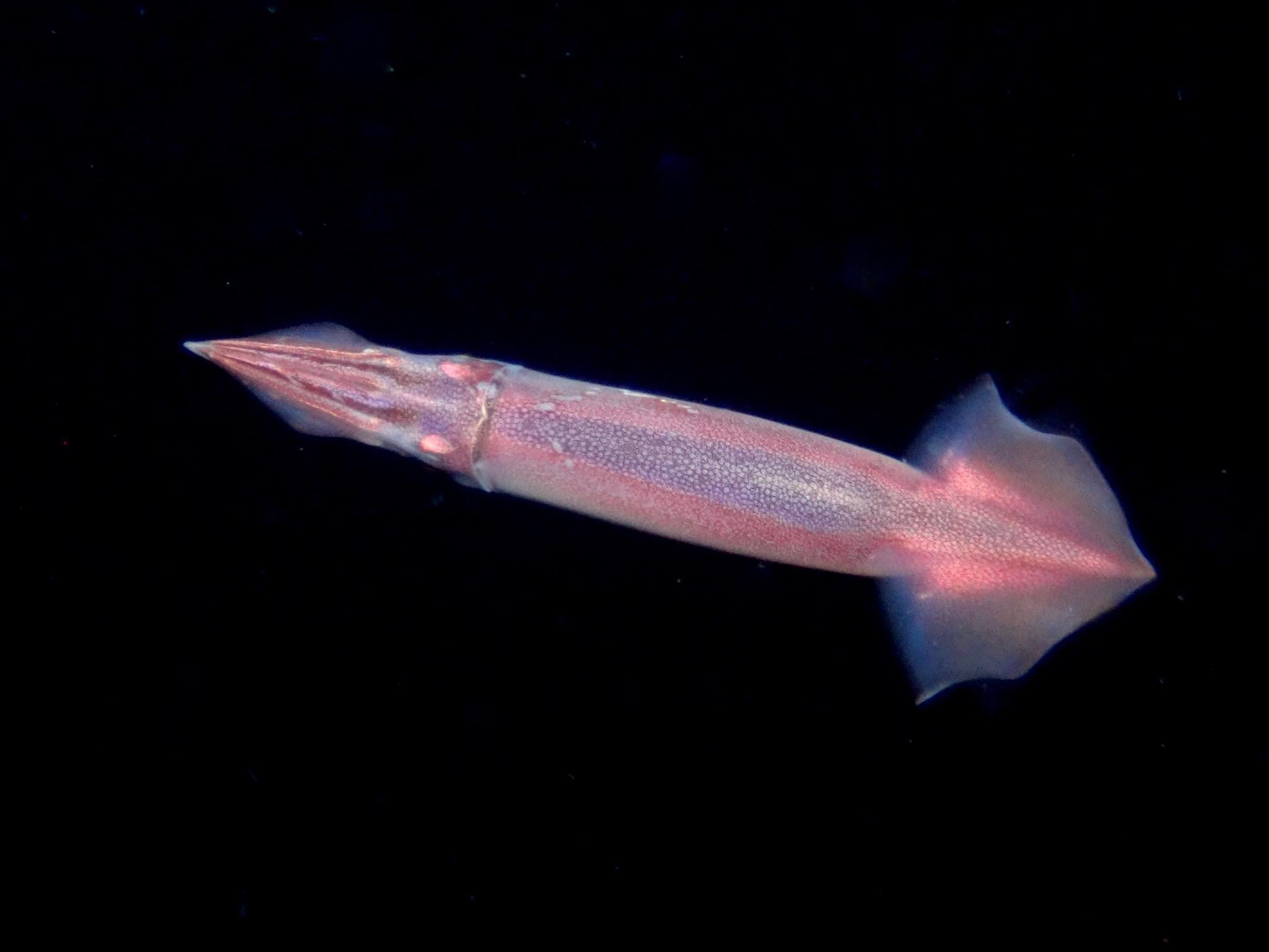 + 10 Fascinating Types of Squid with Names and Photos