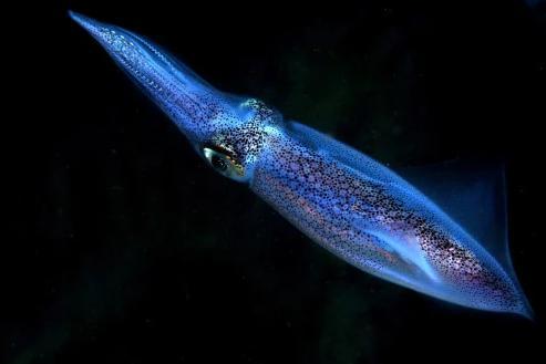 + 10 Fascinating Types of Squid with Names and Photos