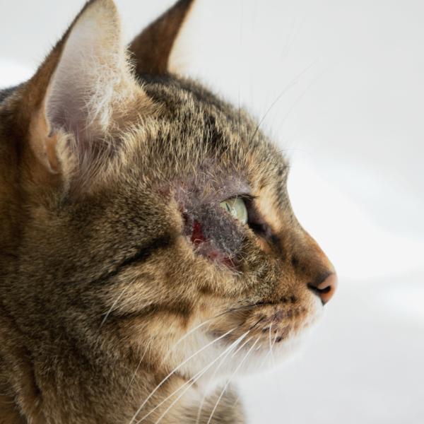 cat miliary dermatitis medication